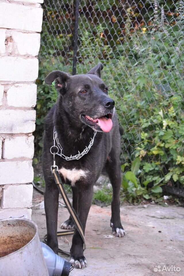 Ищем дом для благородного Лорда