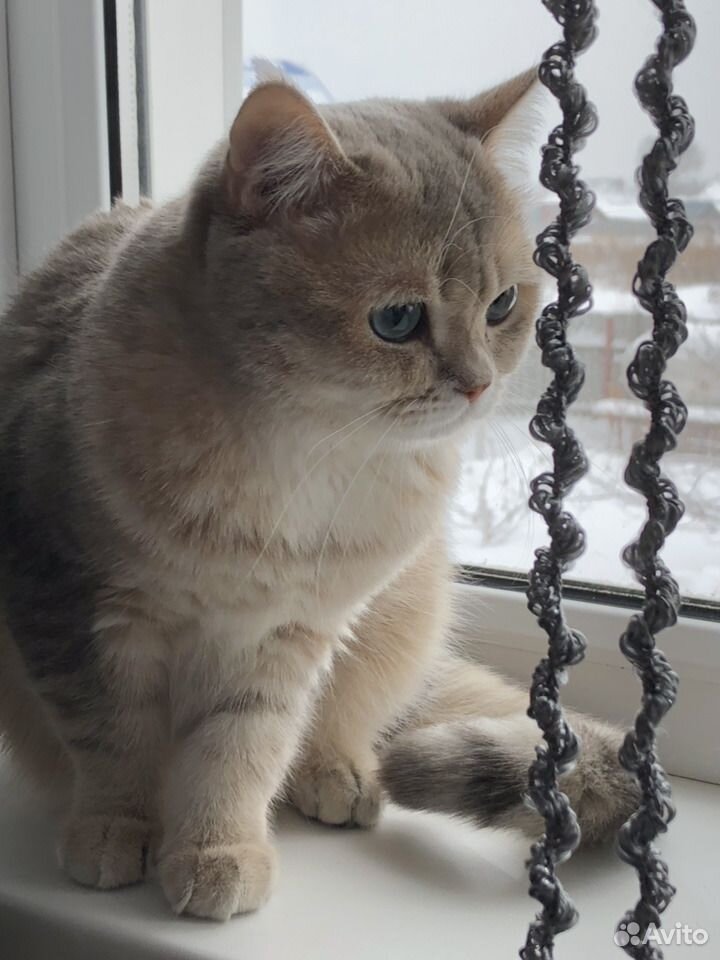 Кот для вязки британская шиншилла