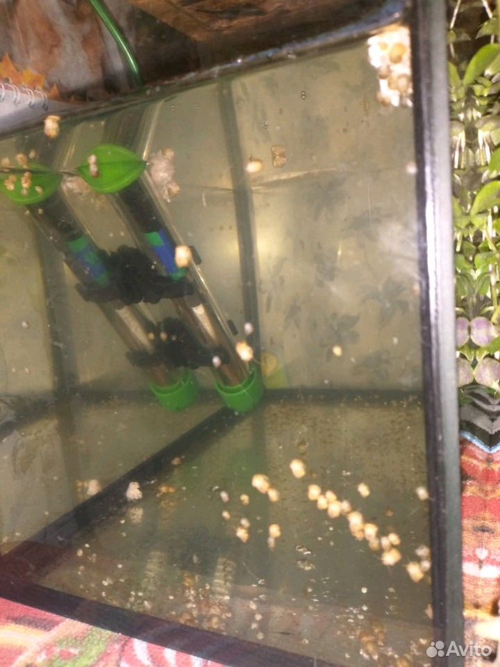 Улитки Ампулярии