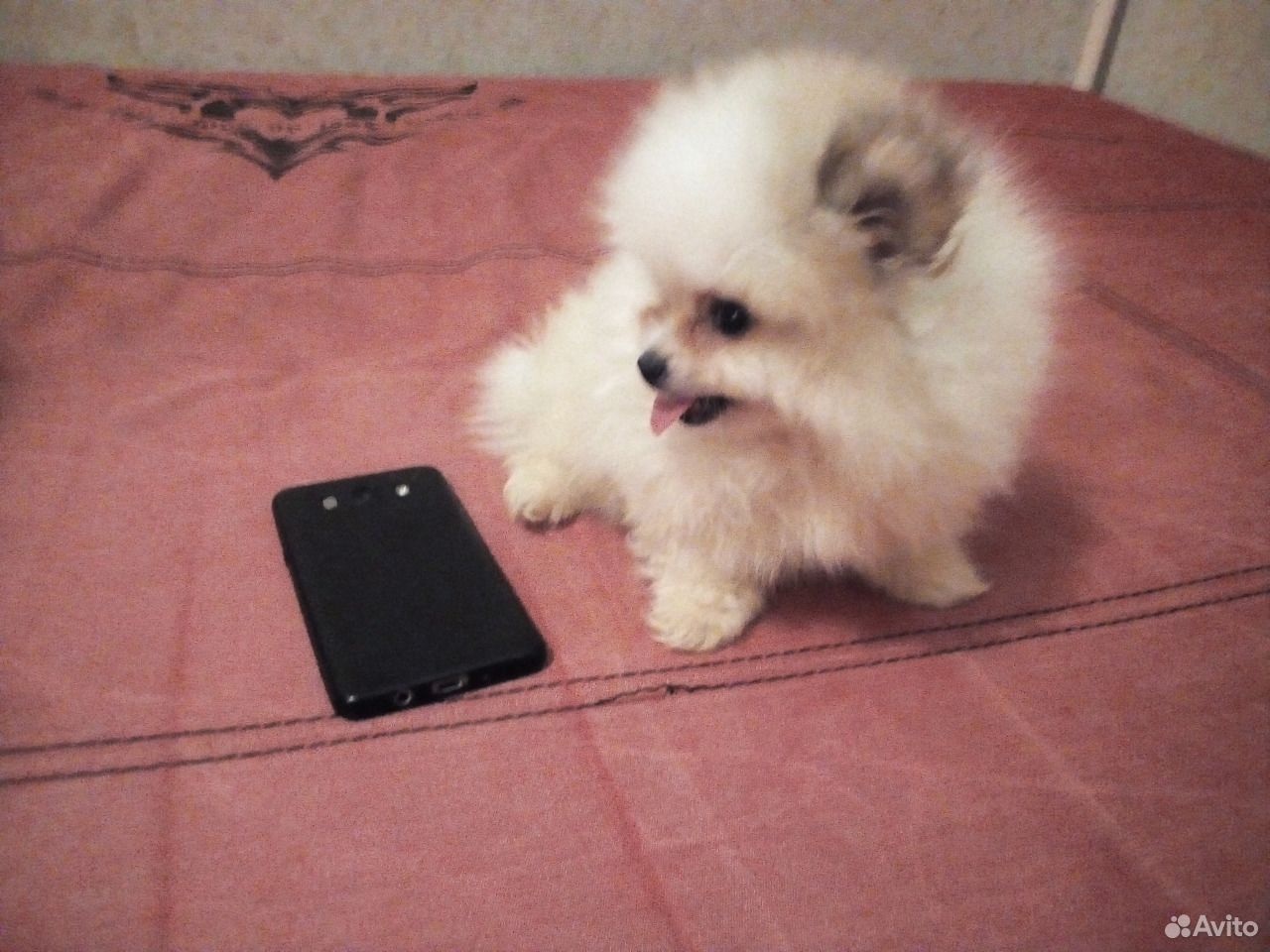 Мальчик шпица померанец мини патиколор супермини