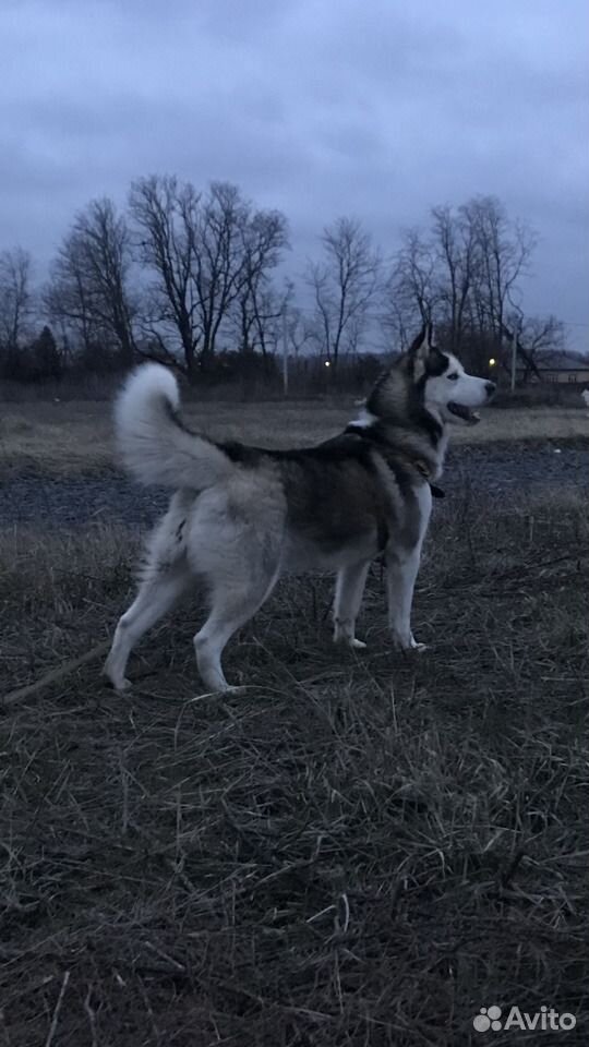 Хаски вязка