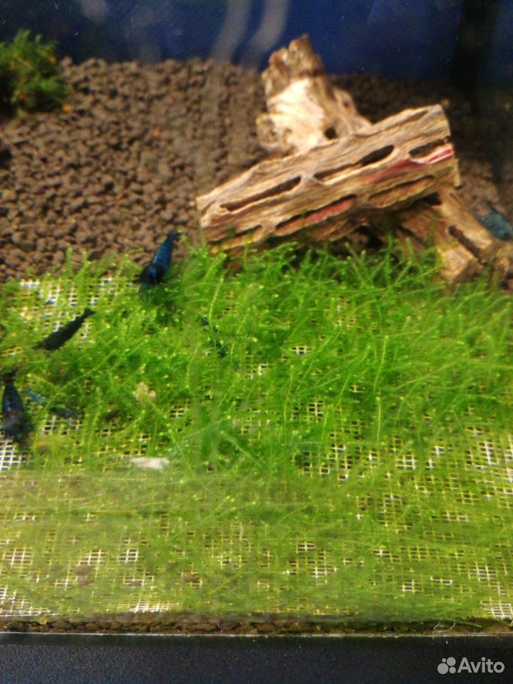 Сетка для мха, растения для аквариума