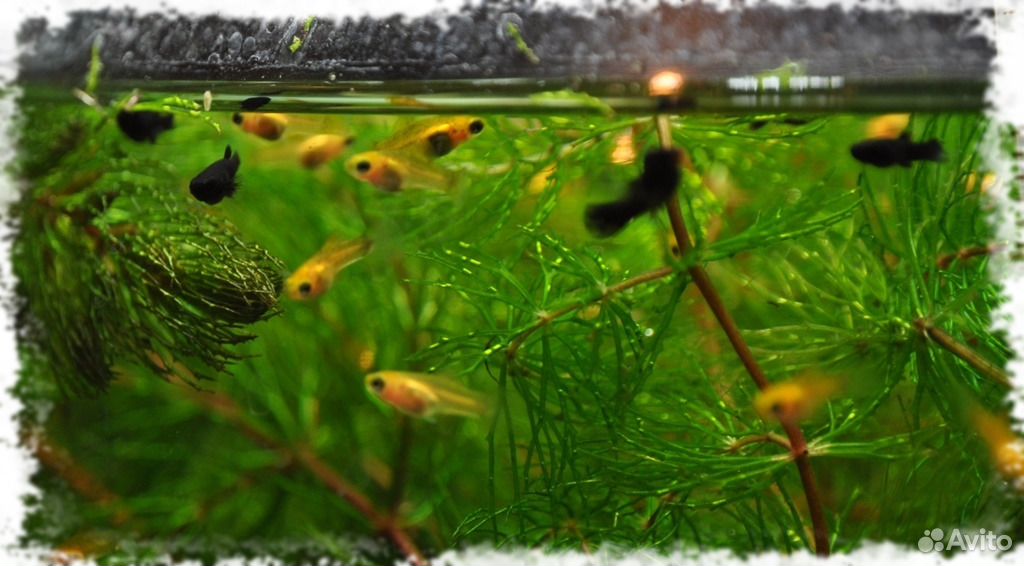 Мальки моллинезии желтой