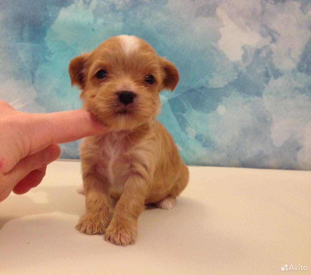 Золотые мини и стандарт мальчики