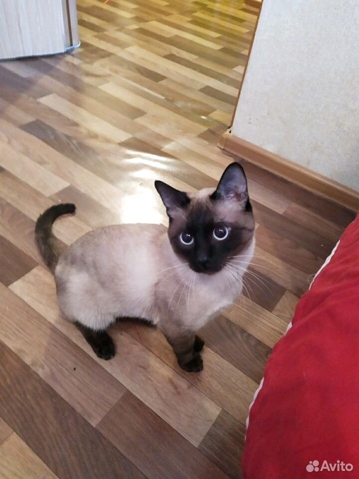 Тайский, сиамский кот вязка