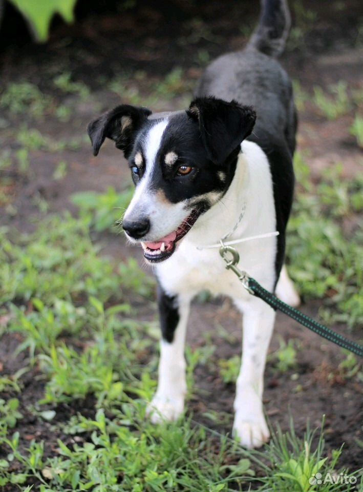 Милая собака в дар