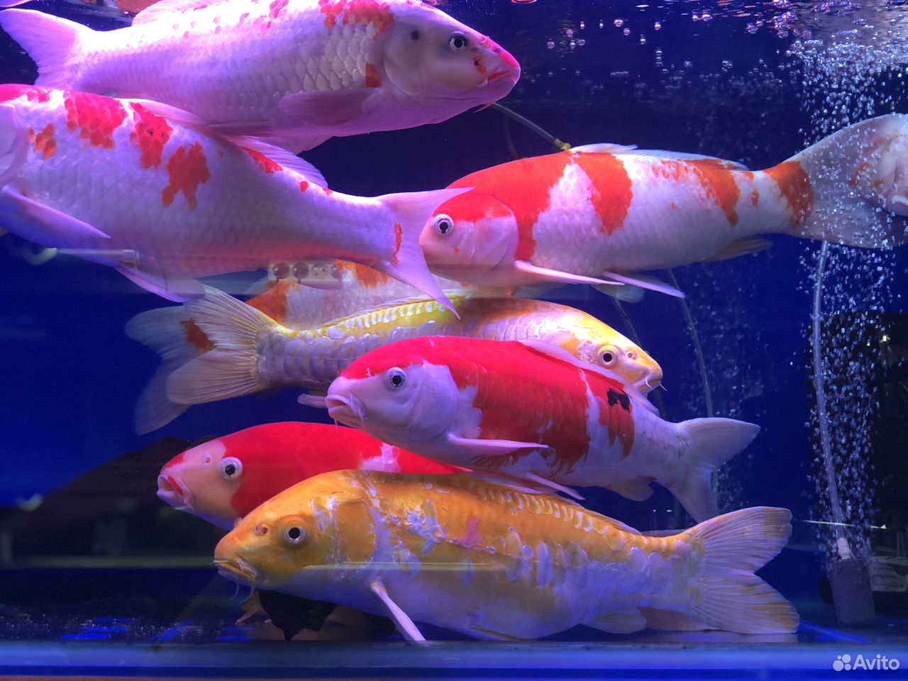 Рыба для пруда. Карп Кои,комета,карась