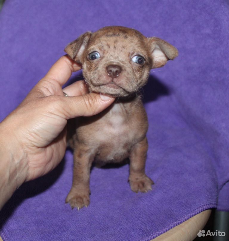 Чихуахуа - мужской вариант - мини Стафф-буль