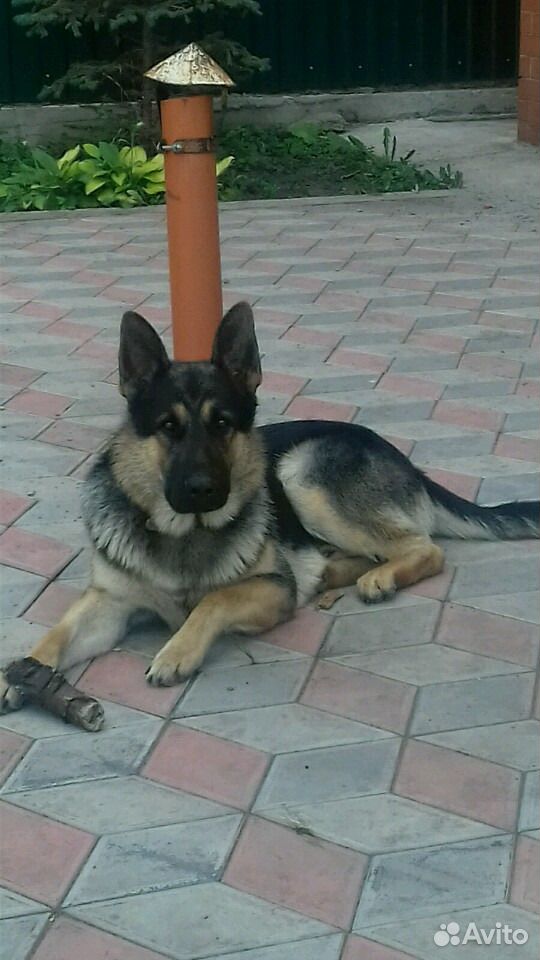 Чистокровный кобель немецкой овчарки с документами