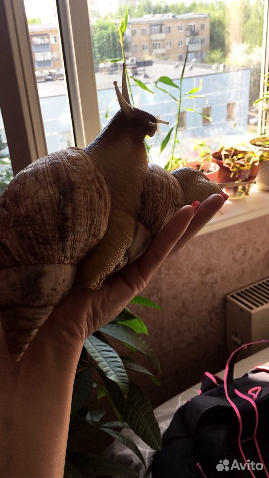 Улитка Ахатина