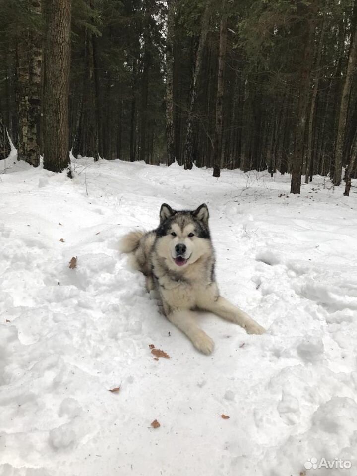Кобель Аляскинского Маламута для вязки