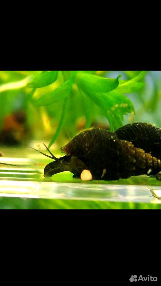 Улитка мелания Гранифера