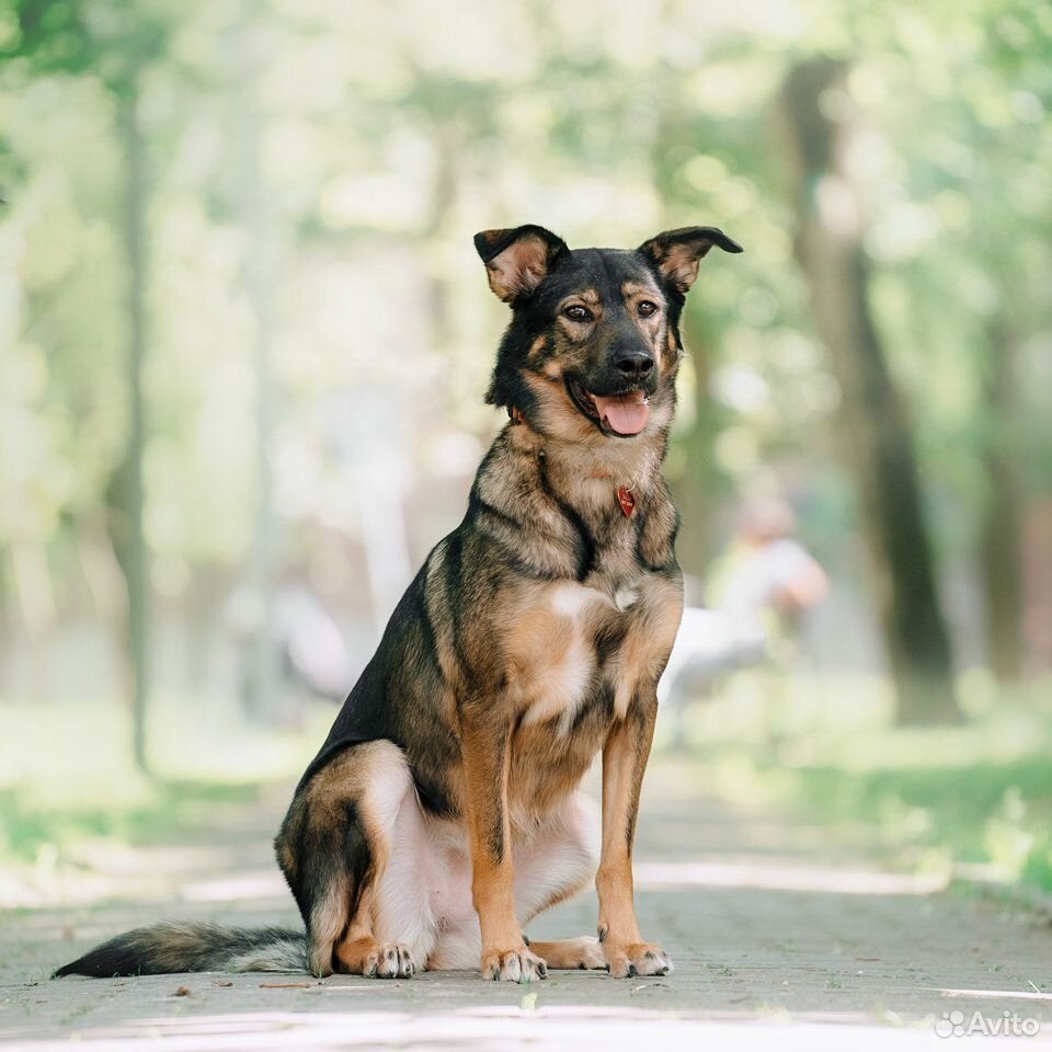 Лада ищет свою семью