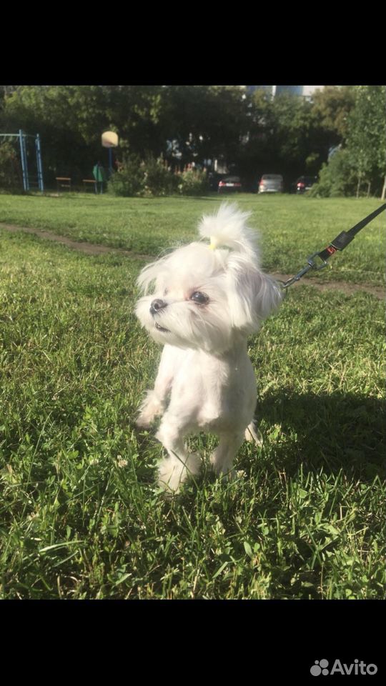 Мальтезе мини