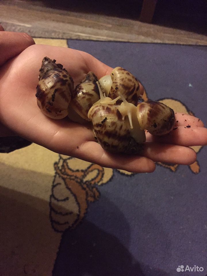 Улитки ахатины альбиносы