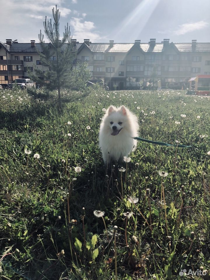 Вязка шпиц немецкий