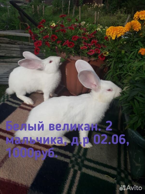 Чистопородные кролики