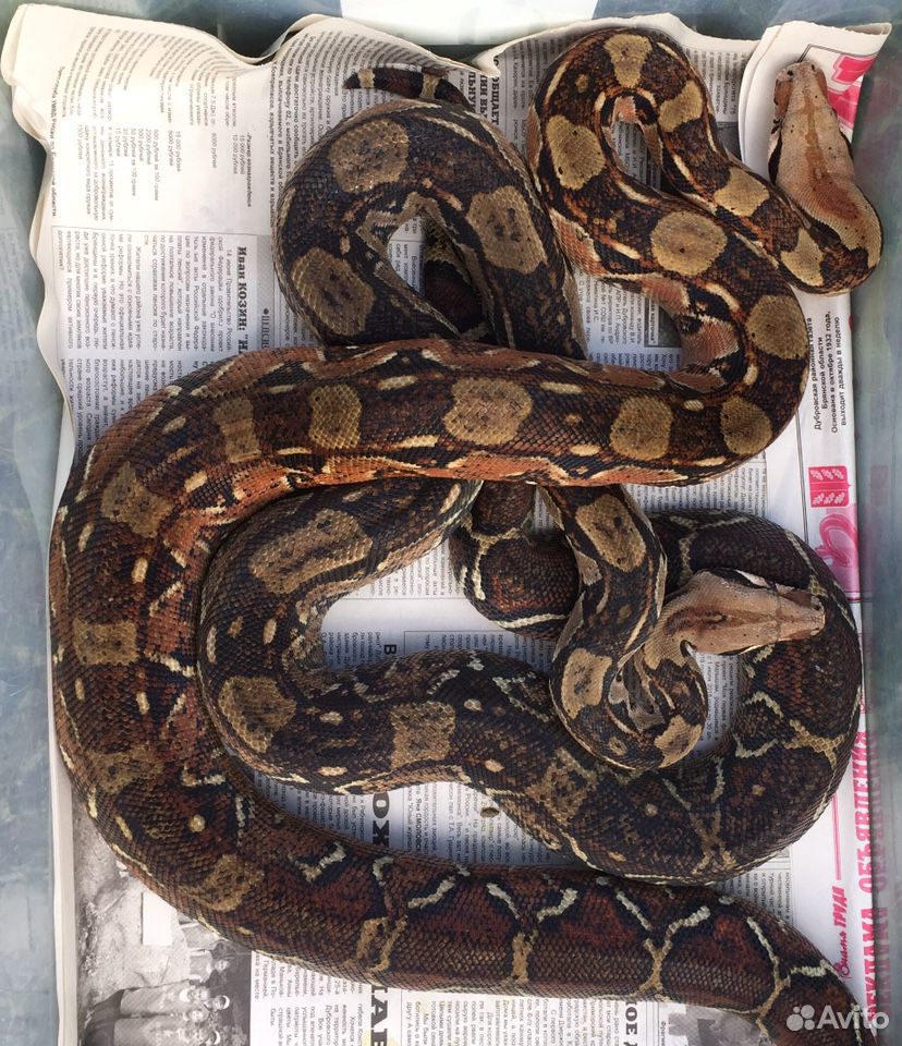 Boa constrictor imperator