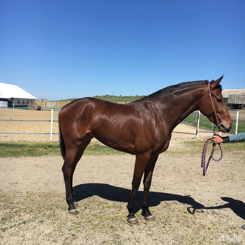 Продажа лошадей любых возрастов и пород