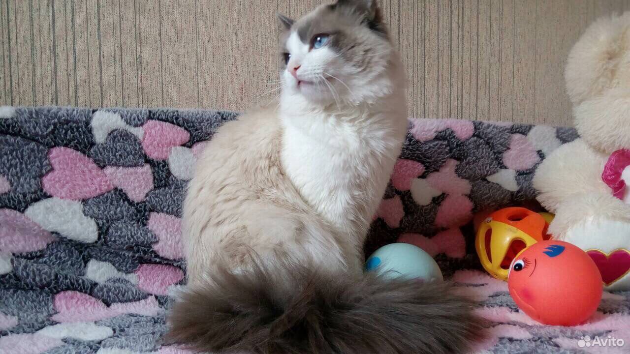 Крошки Рэгдолл