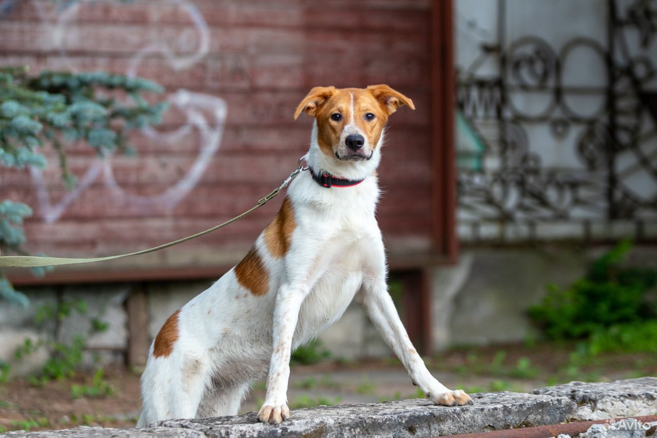 Красавица, собака Рита