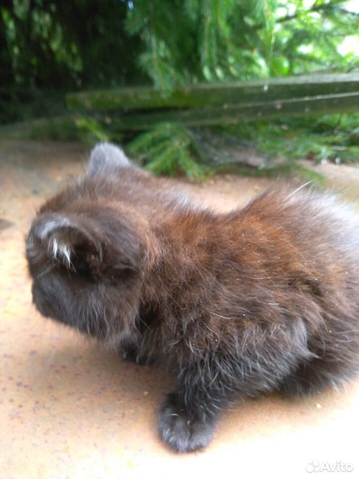 Малыш ищет дом