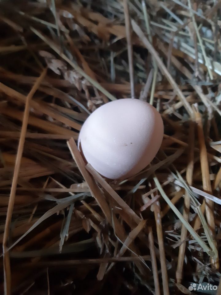 Куры Аям Цемани