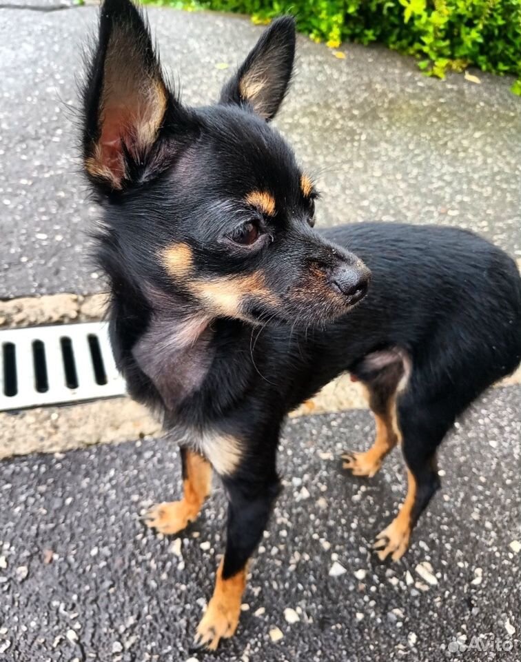 Той терьер вязка