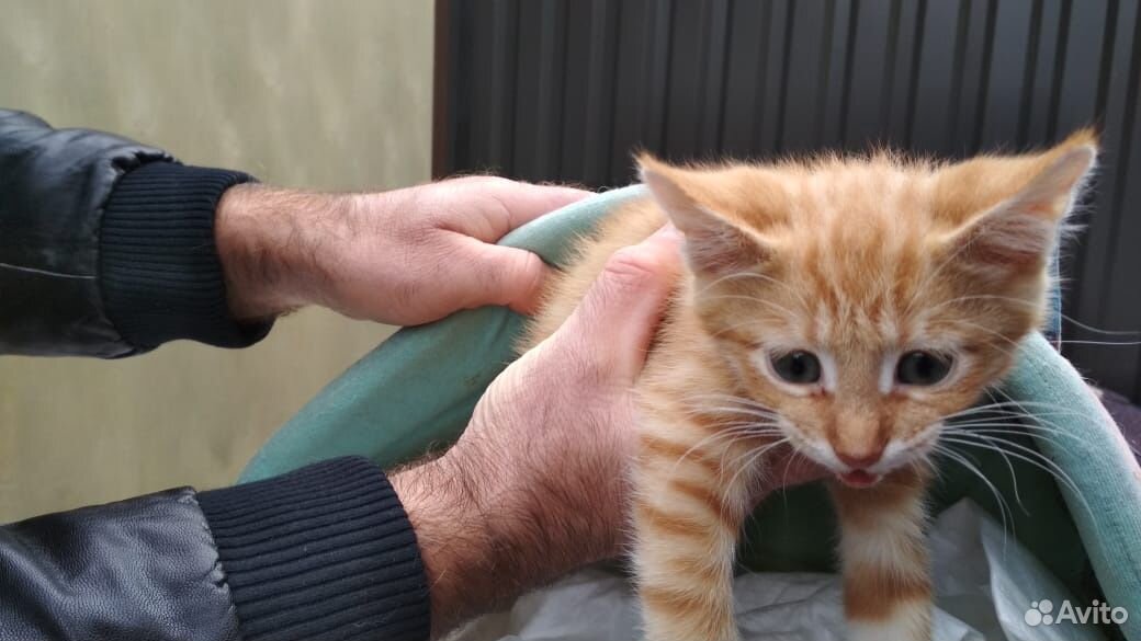 Отдаю в добрые руки рыжего котёнка