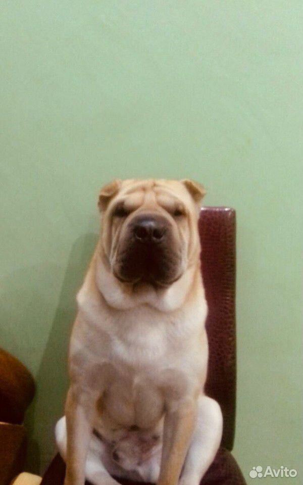 Нужна мадам мальчику Шарпея для вязки