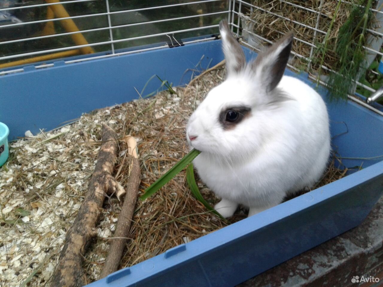 Кролик декоративный