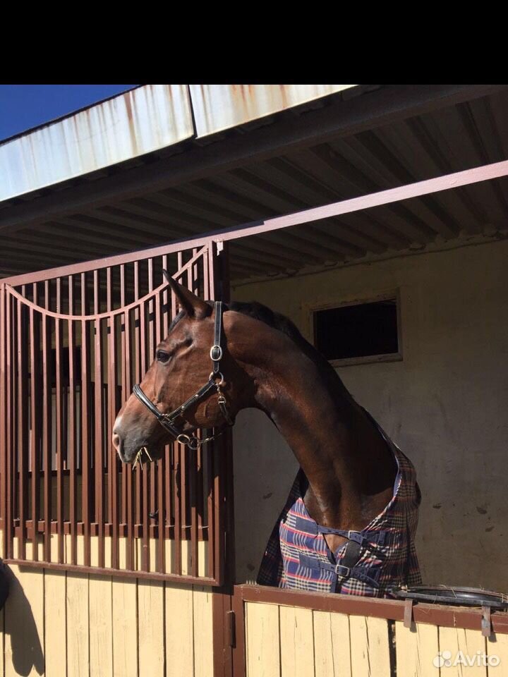 Ганноверский мерин