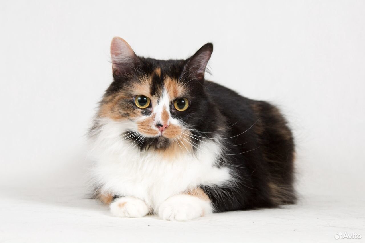 Ксюша - пушистая ангорская трехцветная кошка