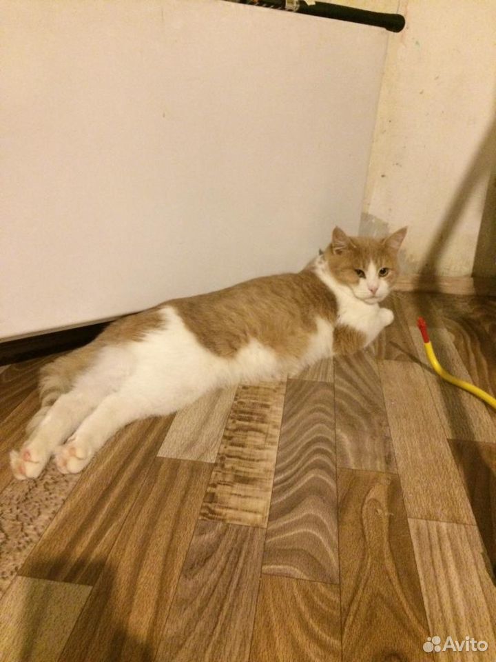 Кот Рыжик ищет дом