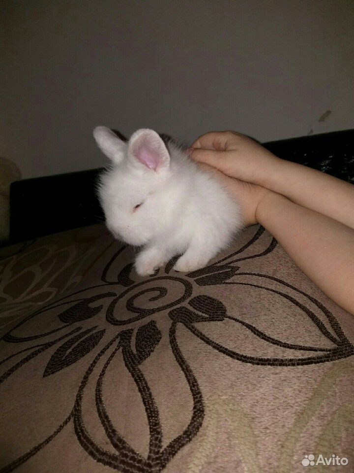 Зайки мини
