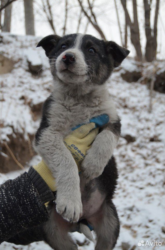 Отдам щенят