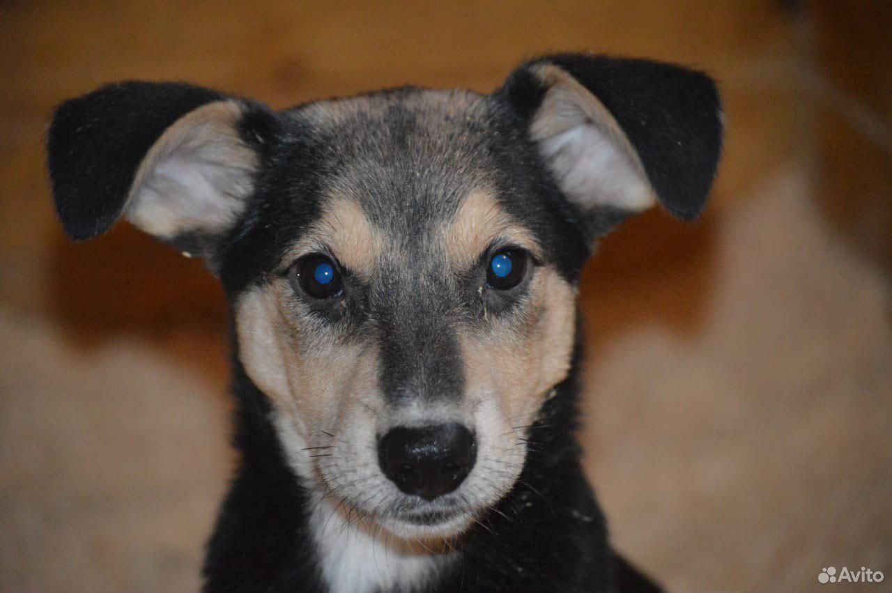 Девочка Тася в дар в добрые руки