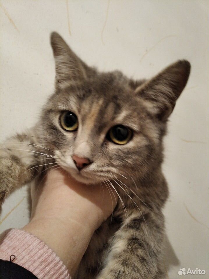 Кошласковая малышка 4,5мес