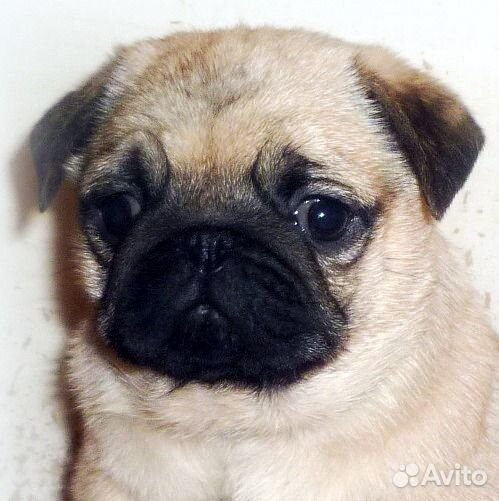 Очаровательные щеночки породы мопс