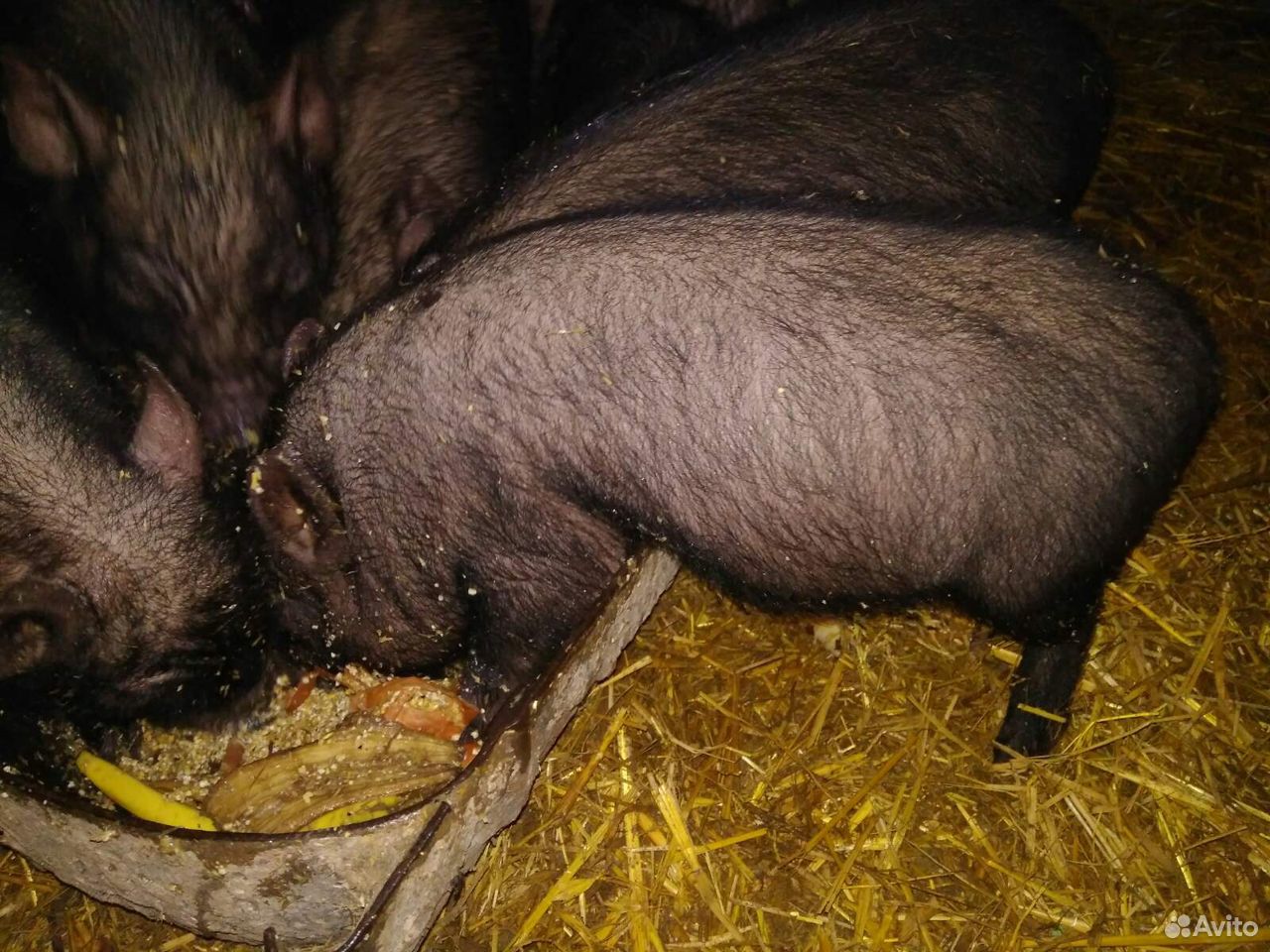 Продам поросят, свиноматок
