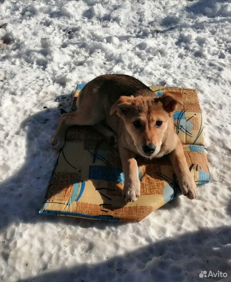 Собака
