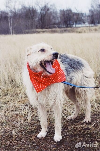 Небольшая собака Иви в дар