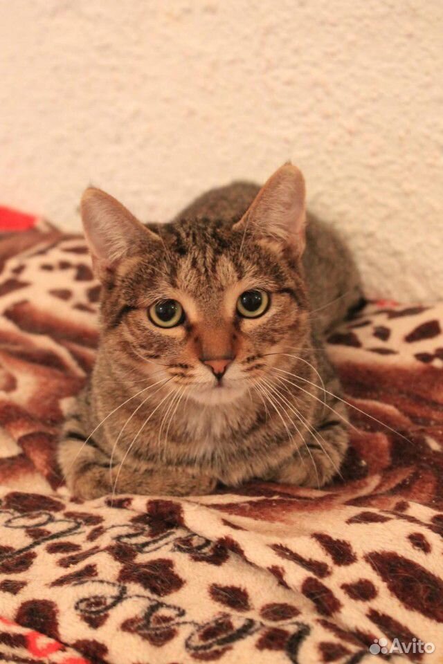 Из жизни кошек И котов