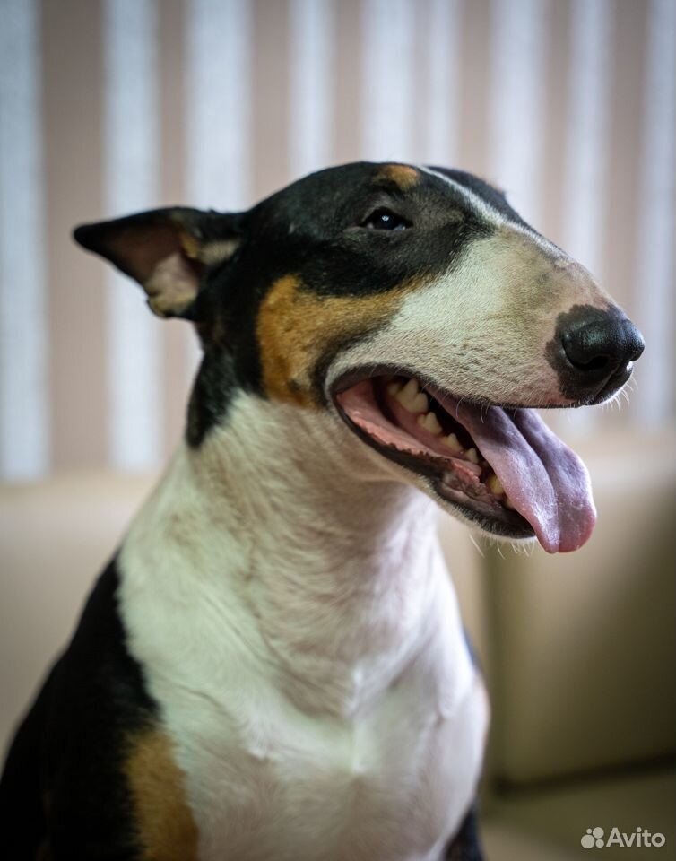 Стандартная булька - в добрые руки