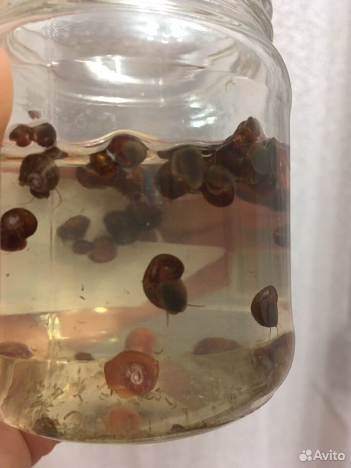 Улитки аквариумные