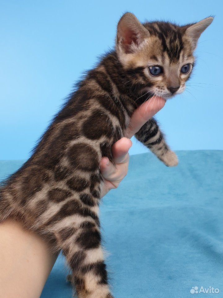 Бенгальские котята