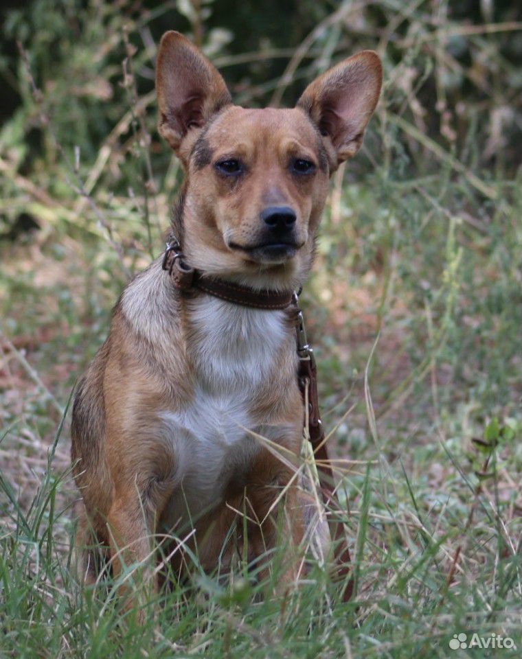 Тим в добрые руки