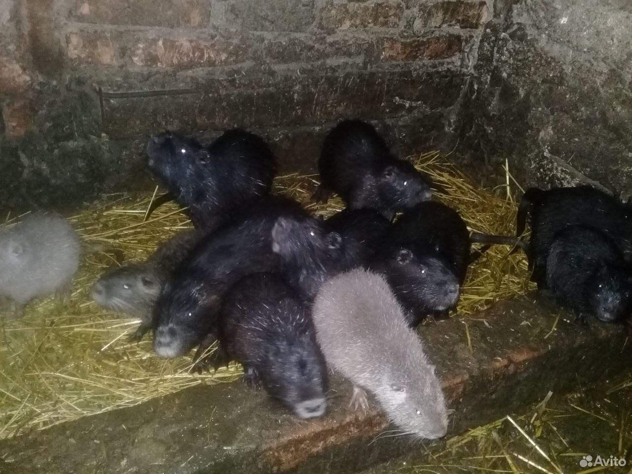 Продам нутрий