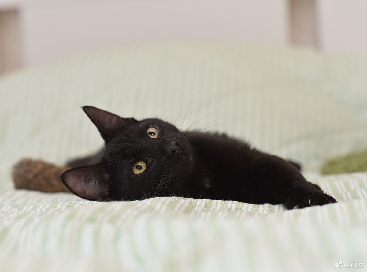 Ричард в добрые руки