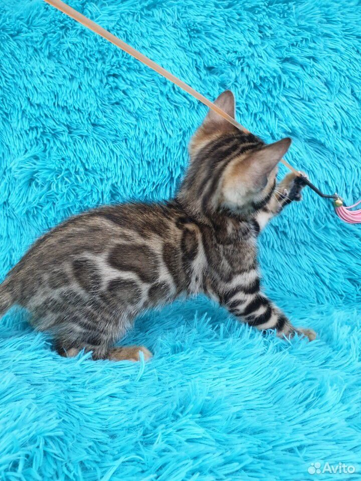 Бенгальские котята (золото, серебро, снег)